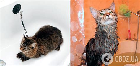 Які коти не бояться води породи що легко купати Oboz Ua
