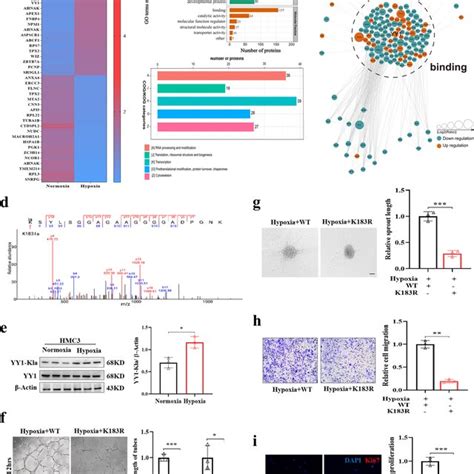 Retinal Microglia Are Essential For Retinal Neovascularization A Oir Download Scientific