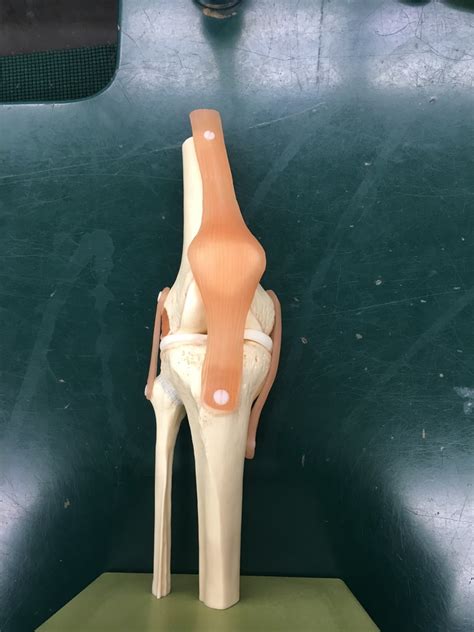 Knee Diagram Quizlet