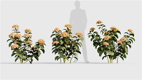 Hydrangea Macrophylla Big Leaf Hydrangea 04 3d Model Free 3d