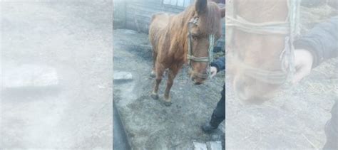 Лошадь купить в Шыгырдане Животные и зоотовары Авито