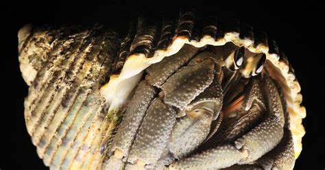 寄居蟹 國家地理雜誌官方網站｜探索自然、科學與文化的最佳權