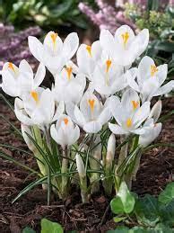 Crocus Kesar- केसर Jeanne d’Arc – Priya nursery
