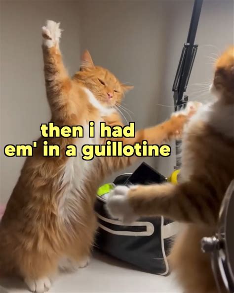 Klr Productions Cat Does Not Like Dora Impressions Source Vid From