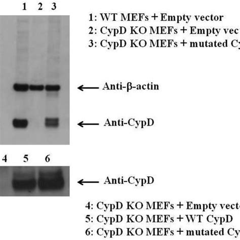 mPTP opening is blocked by new C203S CypD CypD Ϫ Ϫ MEFs Download