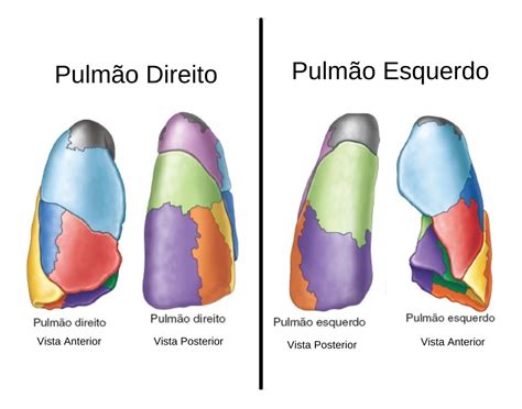 Segmentos Pulmonares Quiz