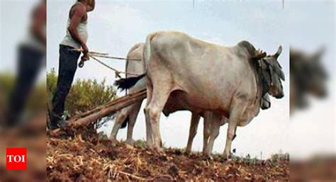 931 More Villages In Maharashtra Reeling Under Drought Government