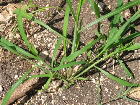 Itchgrass Facts And Health Benefits