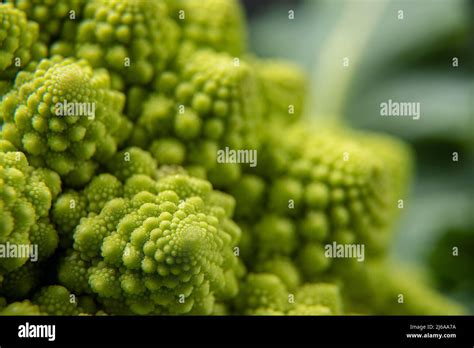 Romanesco Broccoli Head On A Dark Stone Surface Cabbage Close Up Fibonacci Sequence For
