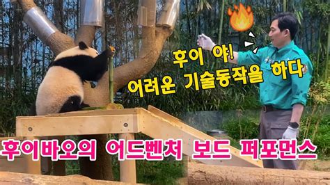 맙소사💥 송바오님 Vs 후이바오 의 어드벤처 보드 퍼포먼스🤣루이바오 가 어려운 동작을 취하자 할부지는 흥분하셨다 Youtube