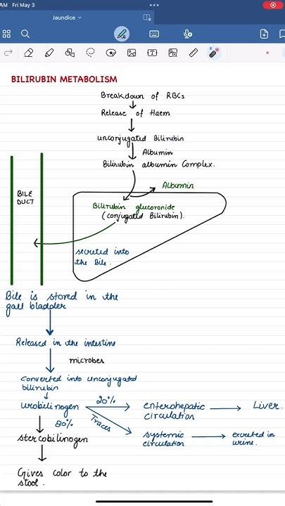 Bilirubin Metabolism Pathologyjaundiceliverdiseaseliverrobbins