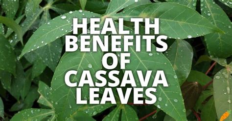 10 Potential Health Benefits Of Cassava Leaves