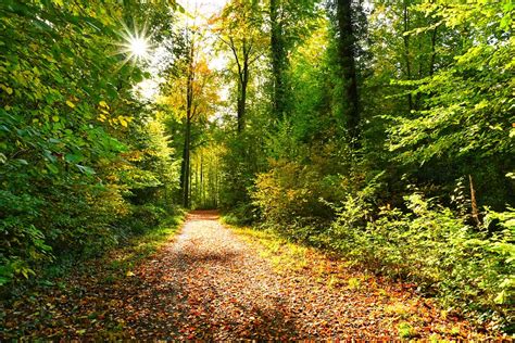 森林 路 树木 Pixabay上的免费照片 Pixabay