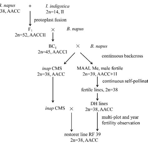 The Breeding Procedure Of Restorer Line For Inap Cms Download Scientific Diagram