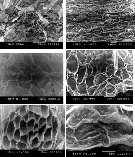 Sem Micrographs Of Wh Biochar Surfaces At Several Magnifications Allam Download Scientific