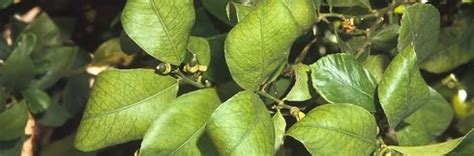 Leaf Analysis Time Of Year Uc Agriculture And Natural Resources