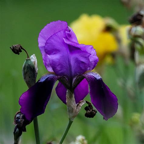 Iris Sable Cowells Garden Centre Woolsington