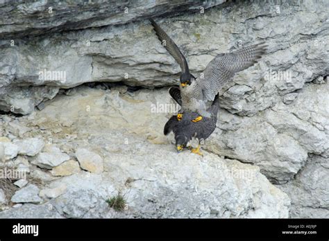 Peregrine Falcon Falco Peregrinus Intercourse Stock Photo Alamy