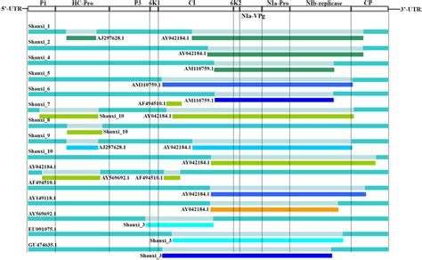 Sugarcane Mosaic Virus Genome Structure And Potential Recombination
