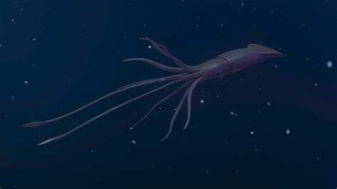 Creature Spotlight Humbolt Squid Summer