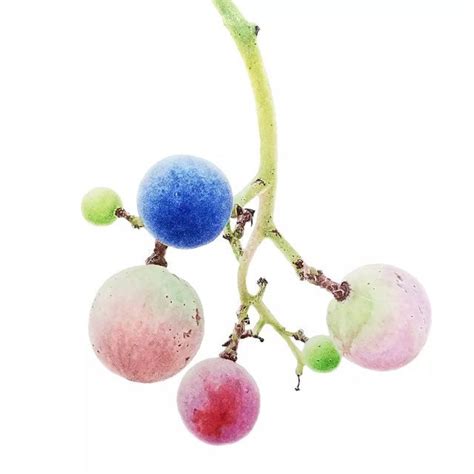 보태니컬아트 스페이스림 on Instagram 포도 Grape Artist Seo Ju Young watercolor