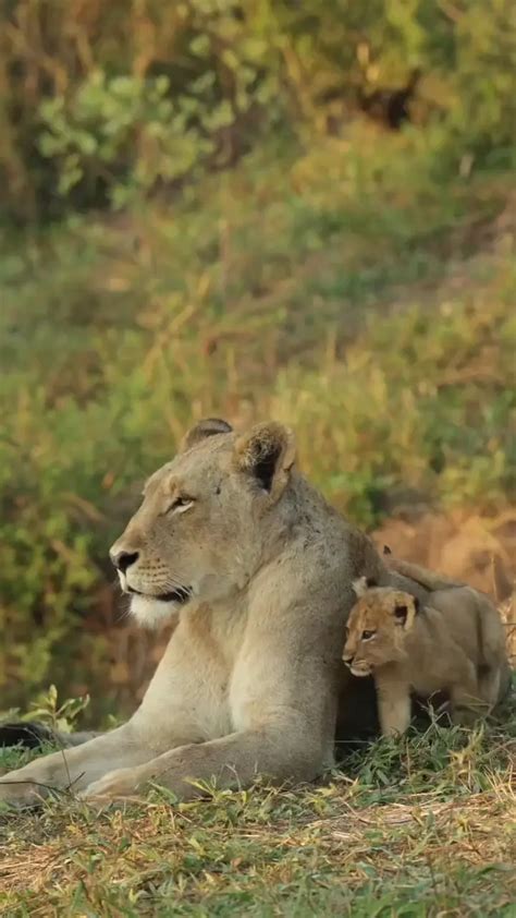 Discover More Like Likeus Mom Is Tired And Grumpy And Related Content Scrolller