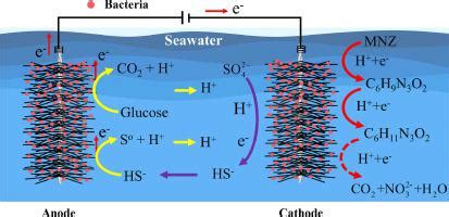 使用单室生物电化学系统增强海水中甲硝唑的去除 Water Research X MOL