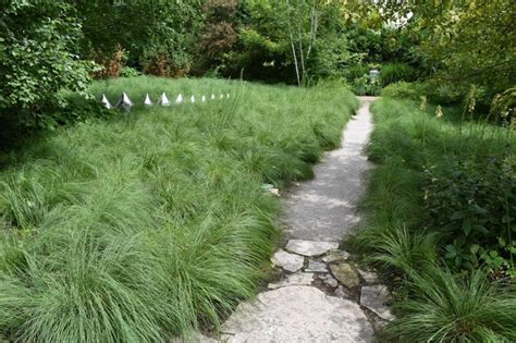 Prairie Dropseed Sporobolus Heterolepis 12 Pack Of Plugs — Blazing