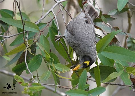 Noisy Miner Native Honeyeater May Be A Bully But Is Not A Pest