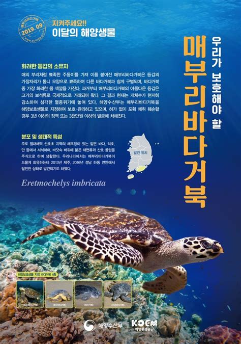 2019년 9월 이달의 해양생물 포스터해양수산부는 바다거북 중 가장 화려한 등갑등껍질을 가진 ‘매부리바다거북을 9월의 해양