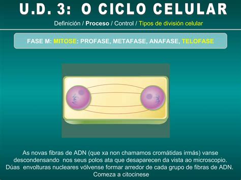 Ciclo Celular Ppt