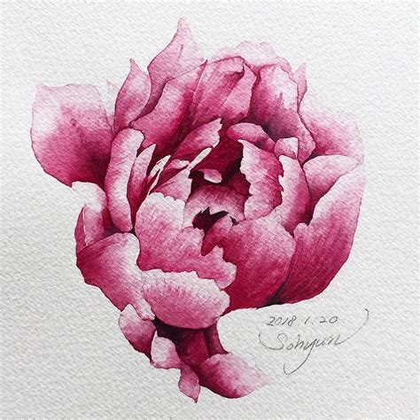 장미만큼 내가 사랑하는 작약🌺 작약 그리기 그림 꽃그림 베리현 수채화 감성수채화 수채일러스트 수채화일러스트