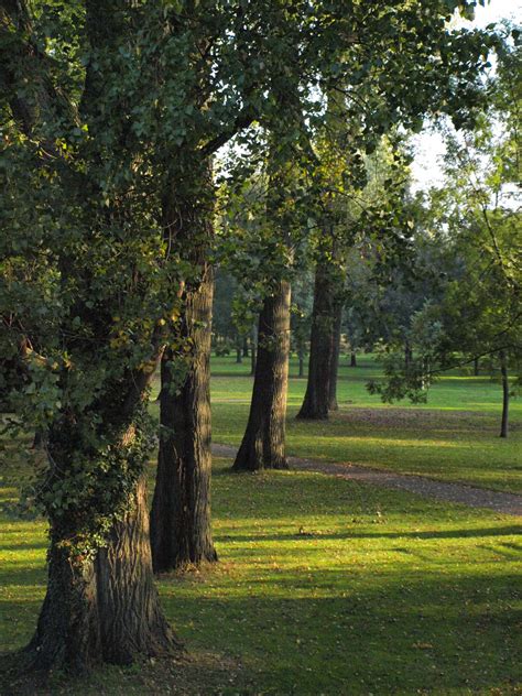 Free Images Landscape Tree Nature Forest Grass Lawn Meadow