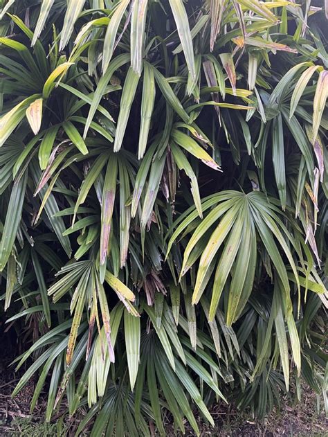 Palm Identification Rplantidentification