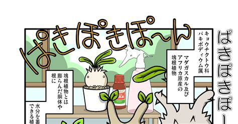 コーデックス ぱきぽきぽーん⑥ まいむ＝まいむ（ドグラマグロ）のマンガ 漫画 パキポディウム 塊根植物 Pixiv