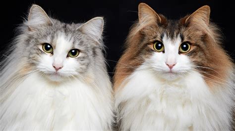 Norwegian Forest Cat Maine Coon