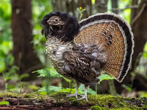 3 Types Of Grouse In Maine With Pictures And Identification