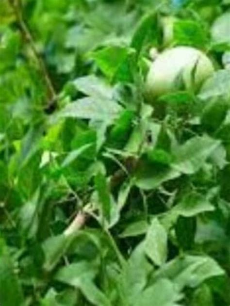 इस पेड़ के फलों से लेकर पत्तों तक औषधीय गुणों से हैं भरपूर