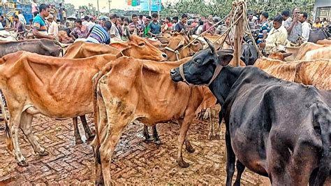 সবচেয়ে কম দামে শুকনো হাড্ডিসার গরুর বাজার হাড্ডিসার গরুর দাম জানুন