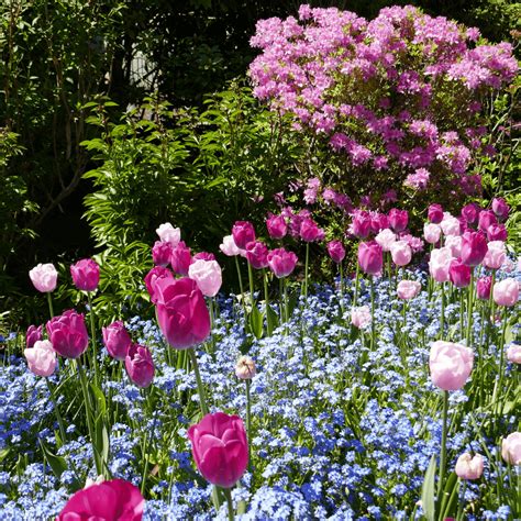 The Ultimate Guide To Growing Your Dream Flower Garden The Off Grid