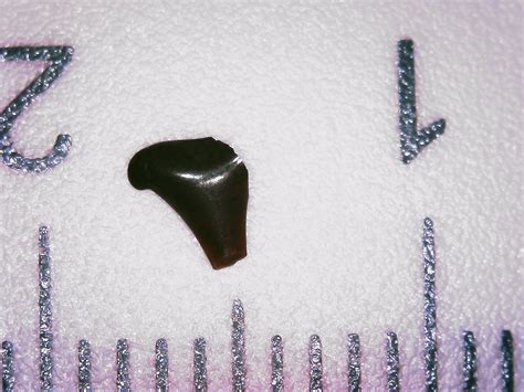 Tooth 11 Members Gallery The Fossil Forum