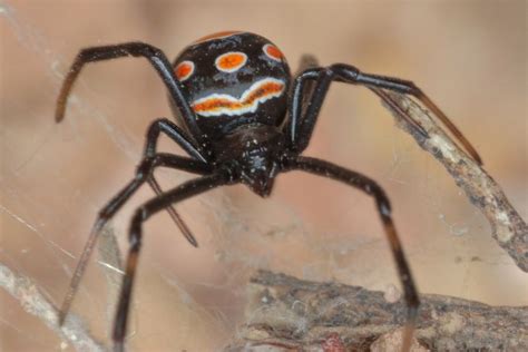 Die Tigsten Tiere In Afrika Rangliste