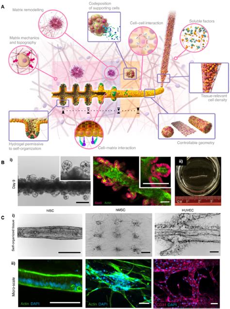 Figure From Cell Aggregate Assembly Through Microengineering For Functional Tissue Emergence
