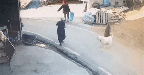 영상 염소 죽인 대형견 지나가던 여성 공격견주 반응에 분통