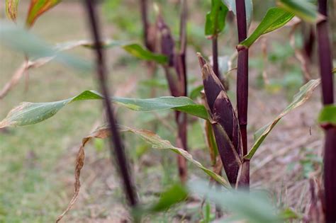 Premium Photo Fresh Cob Purple Corn On The Stalk Or Raw Corn On Plant