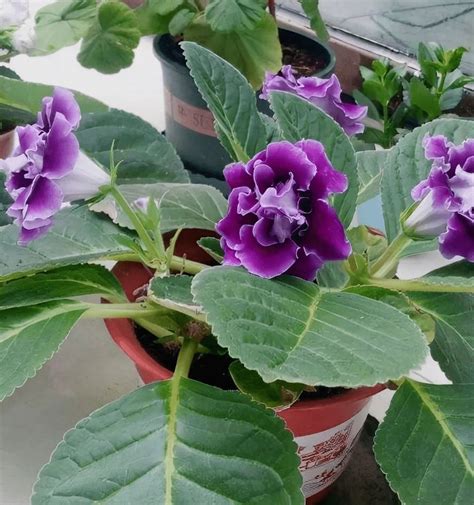 5种好运花家里没光也能开花爆盆适合养在客厅 进行 散光 花卉