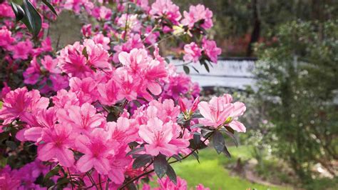 The Complete Guide To Pruning Azaleas Properly