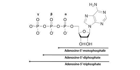 Phosphoryl Group