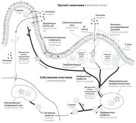 Vol 99 No 6 2022 Journal Of Microbiology Epidemiology And Immunobiology