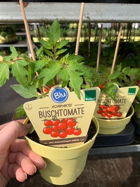 Blu Buschtomate Blu Kräuter Gemüse So gesund kann lecker sein